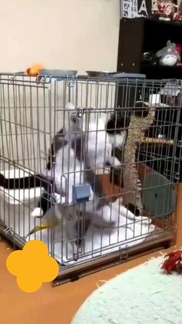 Свежая порция пушистого юмора!