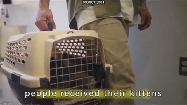 Коты в тюрьме