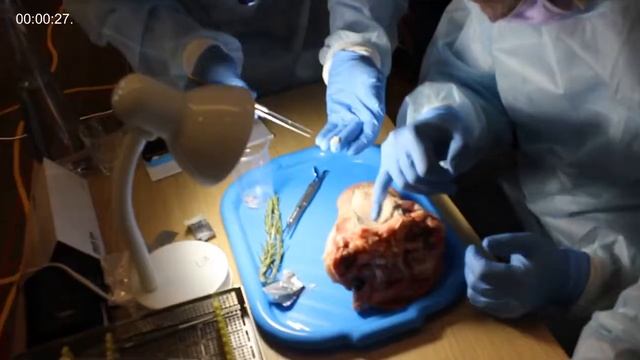 Курс - Пластика мягких тканей для достижения эстетических и предсказуемых результатов.