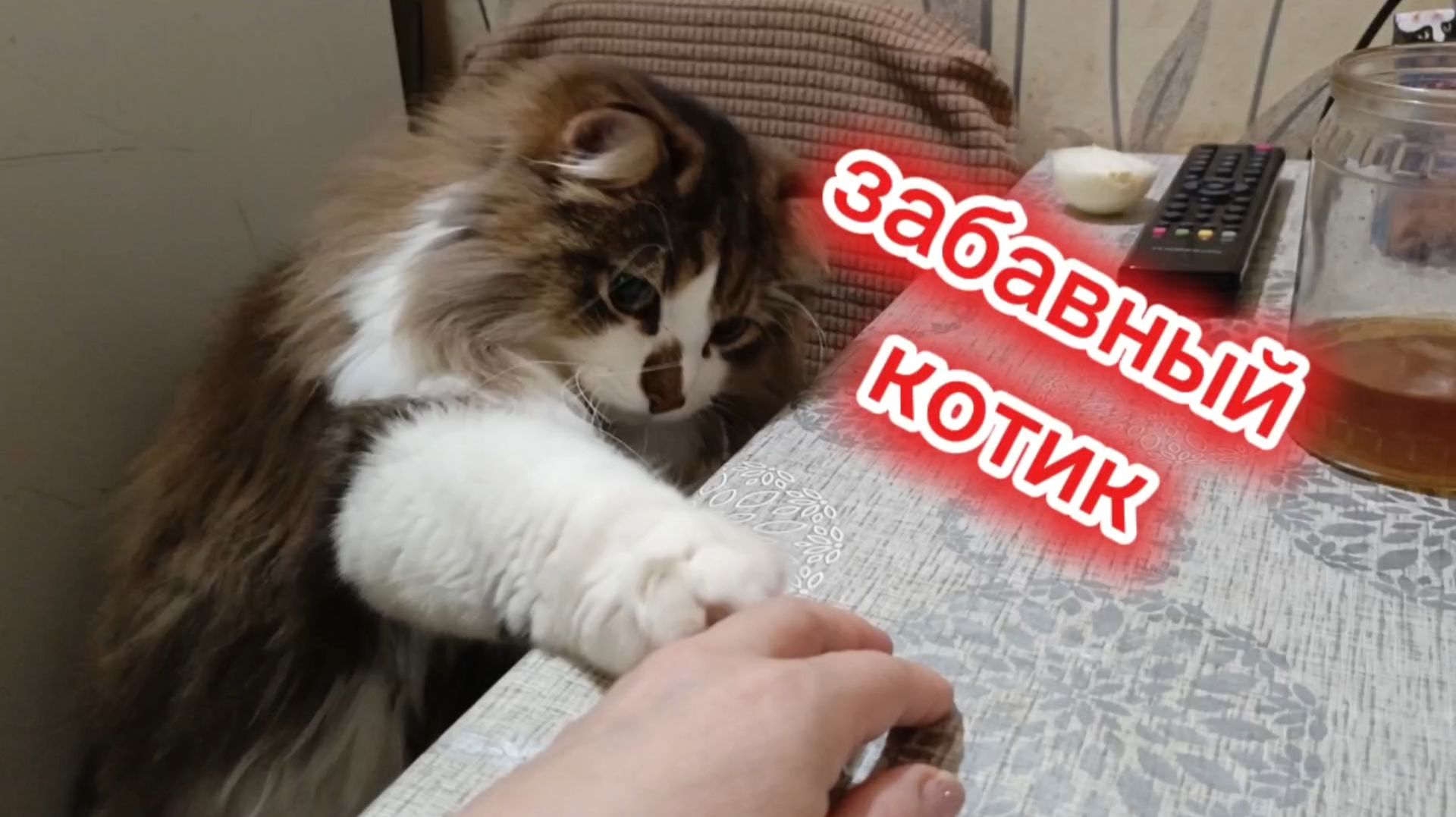 Забавный котик.