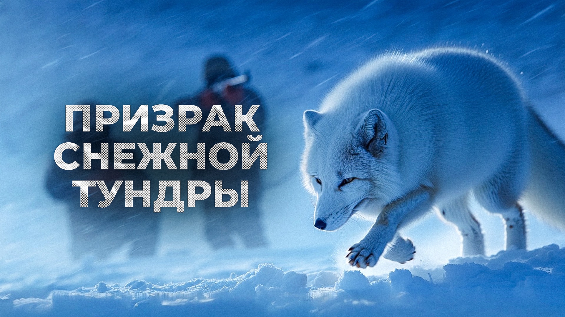 «Песец пришел»: главный хитрец Заполярья