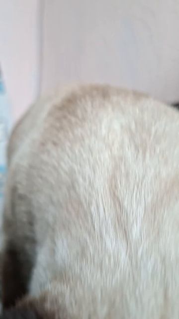 Клавиатура оккупирована пушистой армией ⌨️🐈