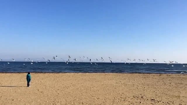Sea and gulls