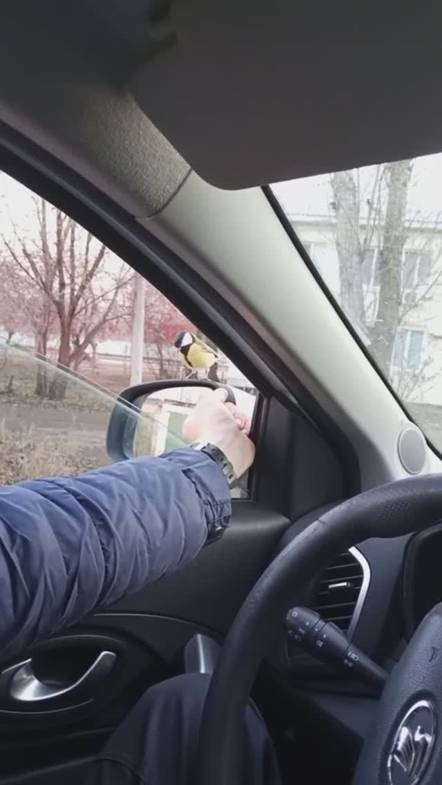 день синичек