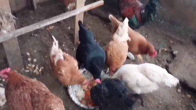 Влог: Цветок посадила.Петюня работает.Люся выпендривается. 😃👍