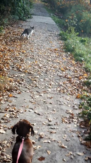 Киса киса мяу мяу