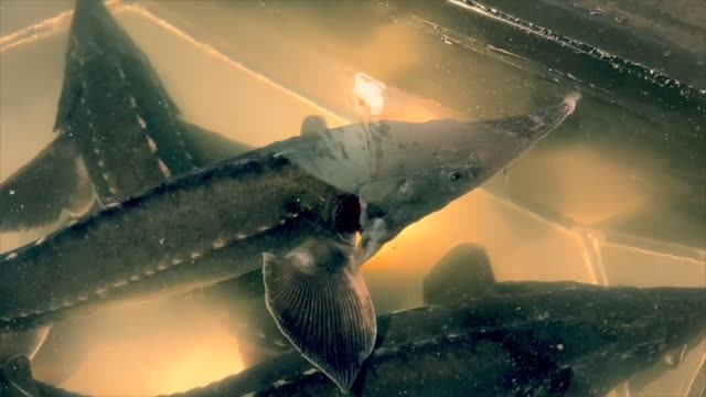 Тюнинг - носовой рундук в аэрированный садок!