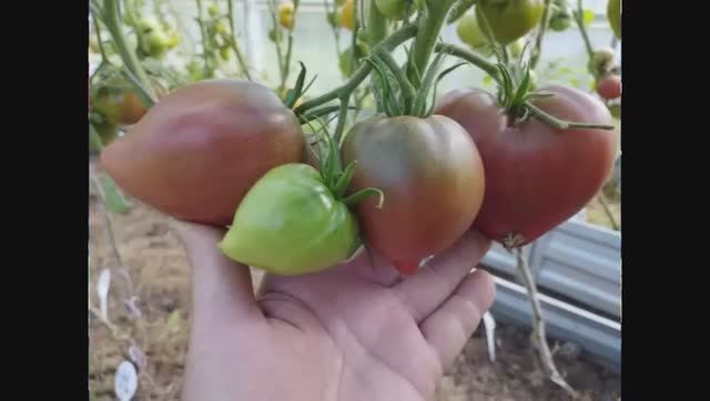 Каталог томатов  2025 год. Часть 1. Томаты селекции Софии Сааковой -  Новинки моей коллекции.