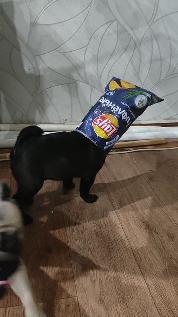 Смешная ситуация ;) 🐕