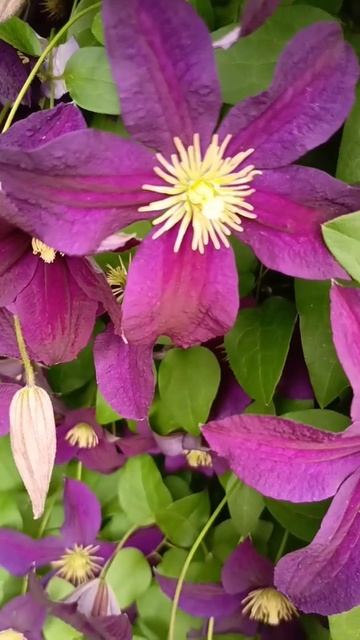 Притча о бабочке-однодневке.