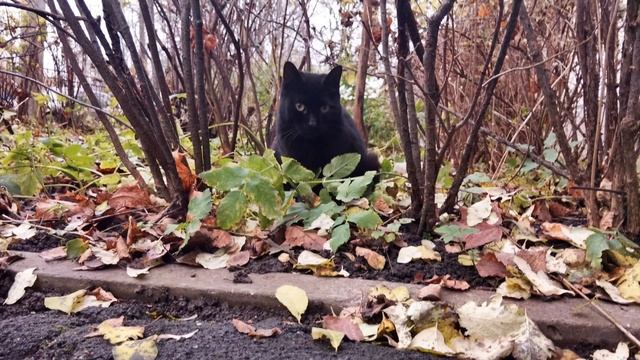 Примеры фото\видео с Zeno 10 (4K\30) (сведено не на нём)