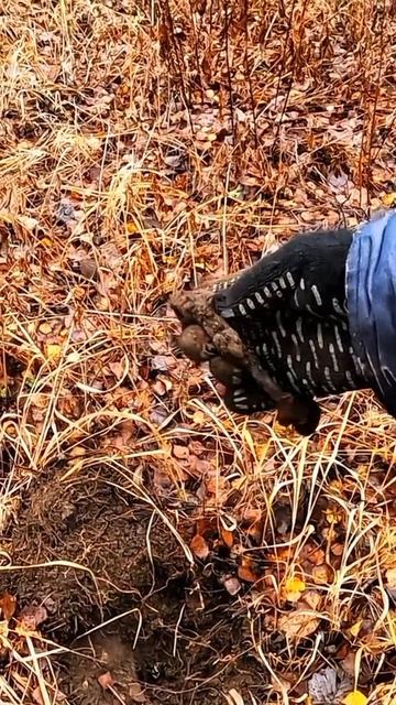 Талисманчик