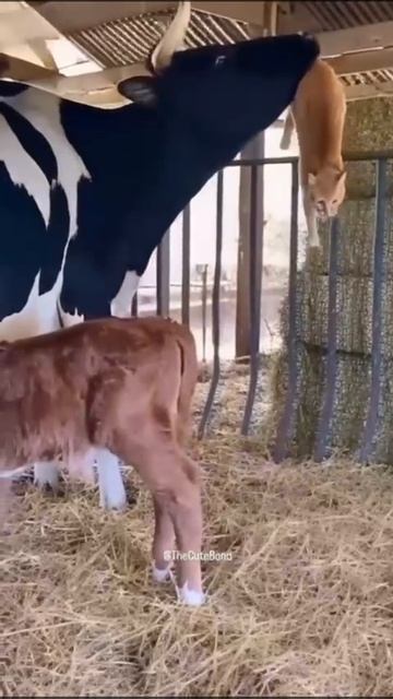 Скам кота...