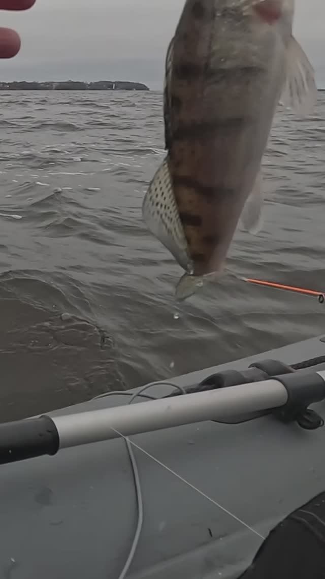 Съедобный берш.