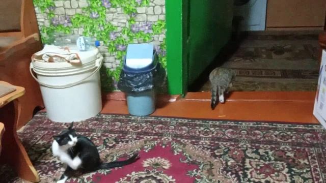 Котята выспались и началась вечерняя беготня. Тишка и Мигера. Сельская жизнь.