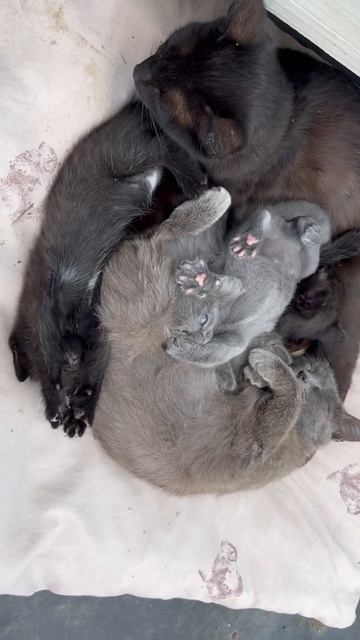 У кошки погибли котята и теперь она помогает воспитывать котят сестры