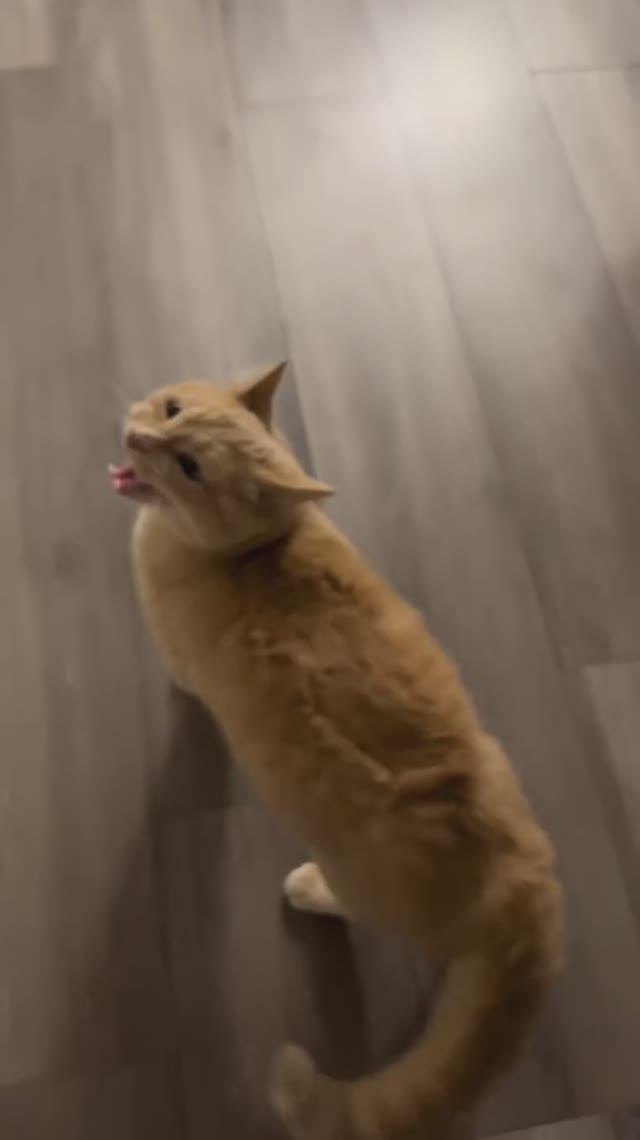 рыжик требует продолжения