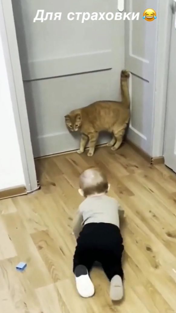 Когда кот загнан в угол #смешныекоты #котыприколы  #смешныеживотные