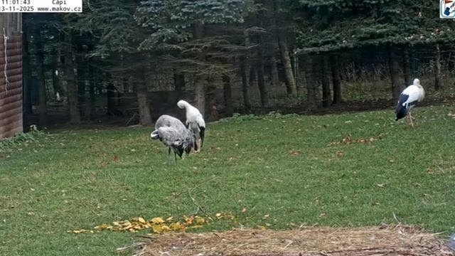Цапли прилетели в гости