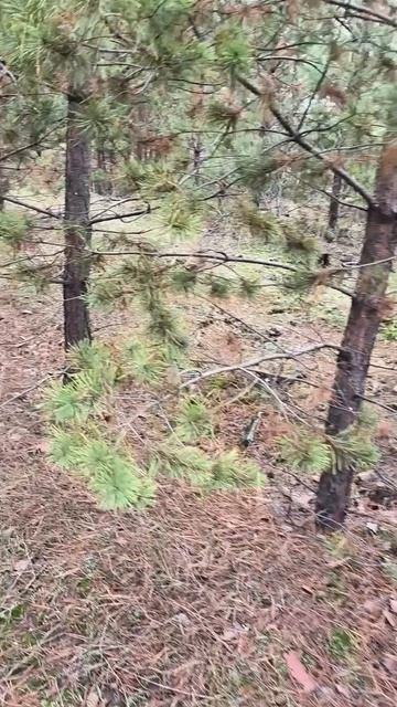 Северодонецк 2025 осень в лесу