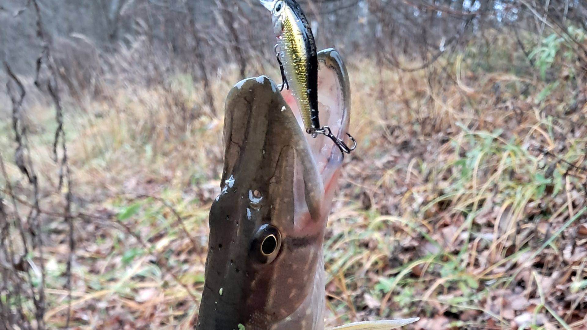 Видеозаставка (тест)