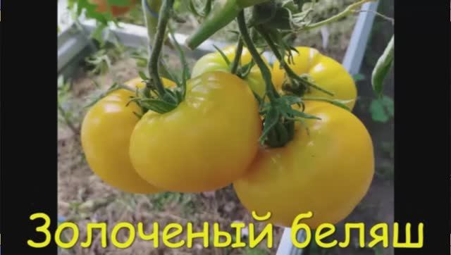 Каталог томатов 2025 года. Часть 8. . Киров