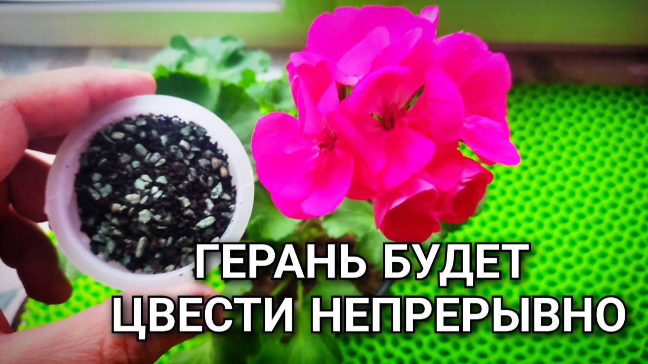 Не пересаживай ГЕРАНЬ пока не посмотришь это видео: как правильно пересадить ПЕЛАРГОНИЮ 🌸