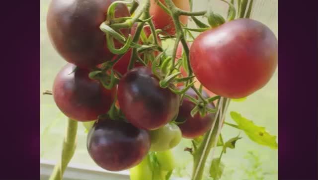 Каталог томатов 2025 года.Часть 18. г. Киров