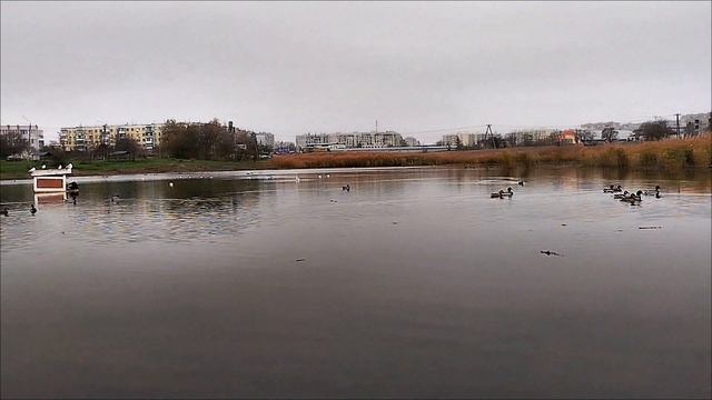 Керчь. Утиное озеро на Ворошилова.