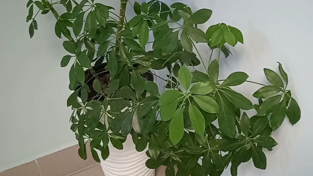 Шеффлера: тонкости ухода и содержания в домашних условиях