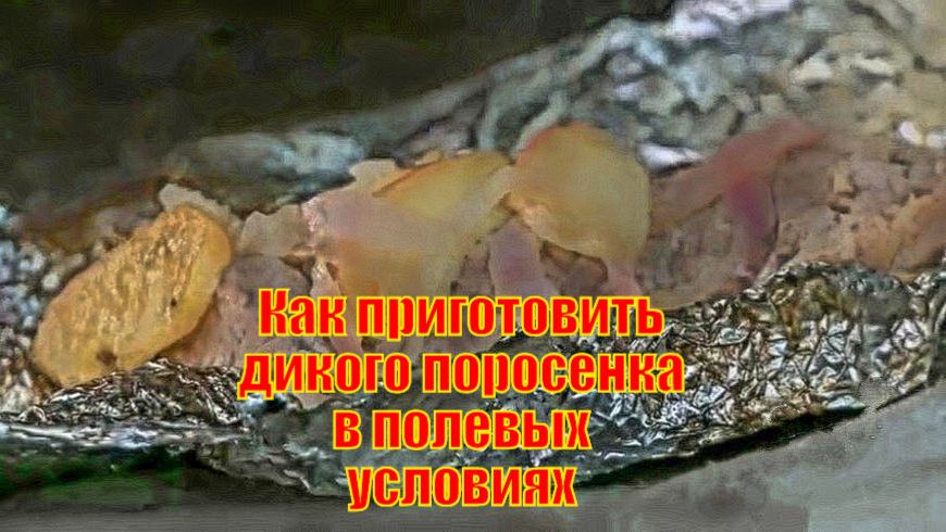 Как приготовить дикого поросенка в полевых условиях