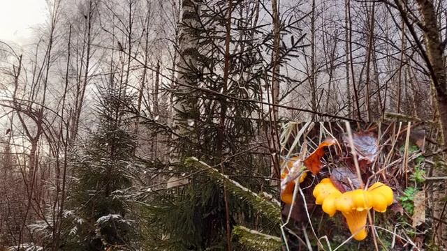 Первый снег в ноябре, а в лесу еще можно собрать лисички.