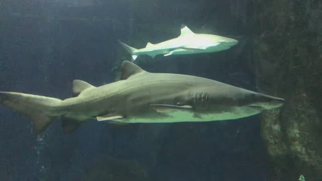 Акулы прямо над головой! Прогулка по Сочинскому океанариуму Sochi Discovery World Aquarium