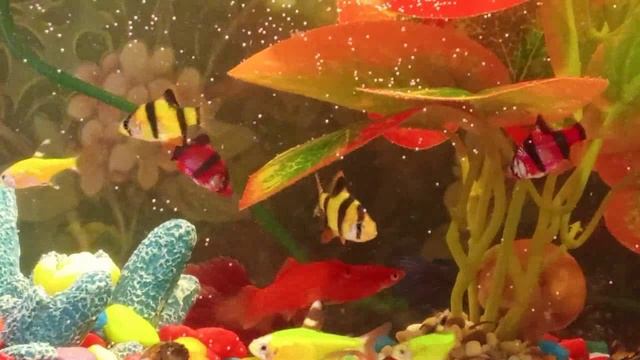 Домашний океанчик. Аквариум.