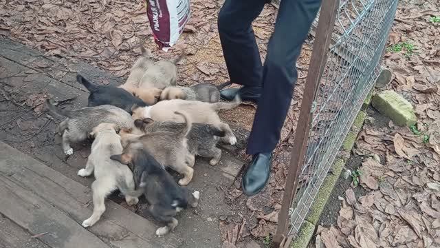 10 негритят (домашних щенков)