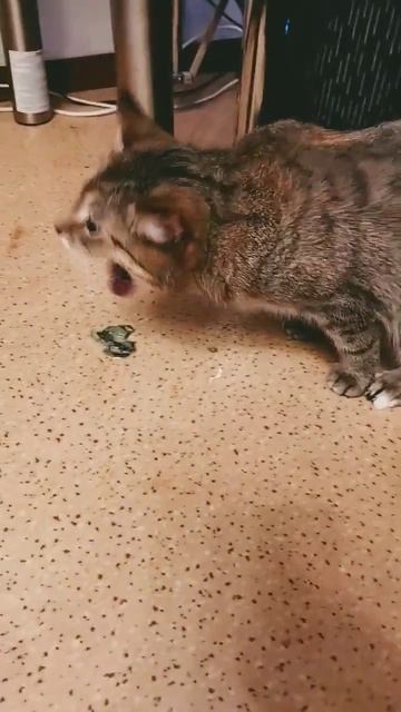 кошка рыгает , поела листья клубники