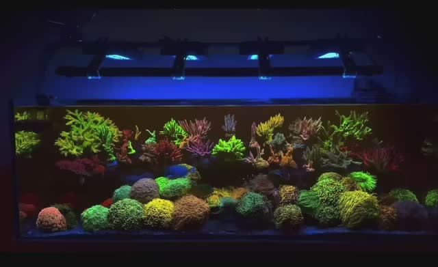 Риф на декорациях Qudvin