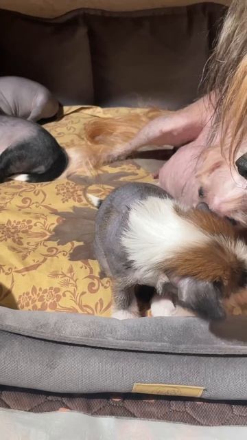 Наше утро. Даша с Доминикой спят после еды а Дорочка с Дениз активничают. Девочкам завтра месяц.