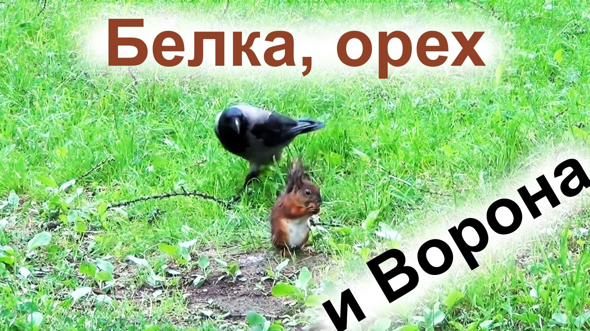 Белка, орех и Ворона.  Почти басня