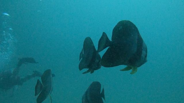 рыбы ангел, дайвинг в Дубае, дайвинг в Эмиратах