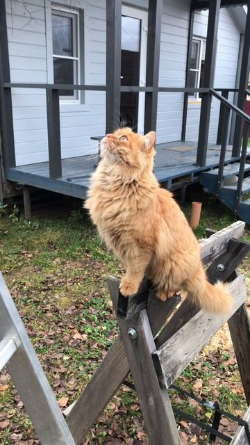 Реакция Альфушки , когда увидел хозяина на березе 😺