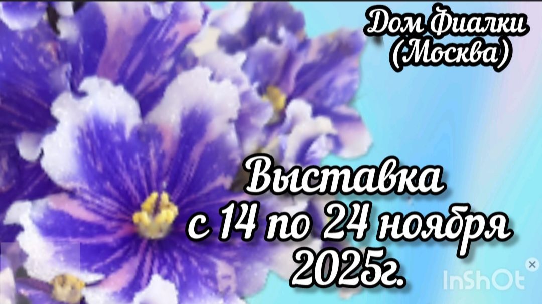 Выставка ФИАЛОК  с 14 по 24 ноября 2025г. в московском Доме Фиалки "У природы нет плохой погоды"
