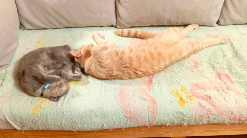 Шаловливое счастье