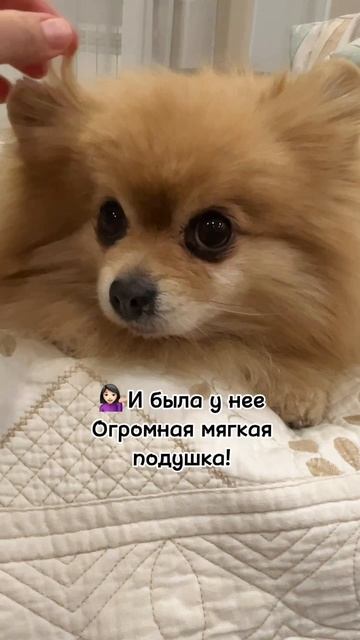 Жила была маленькая шпицинка…