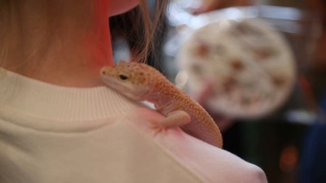 Выездной зоопарк