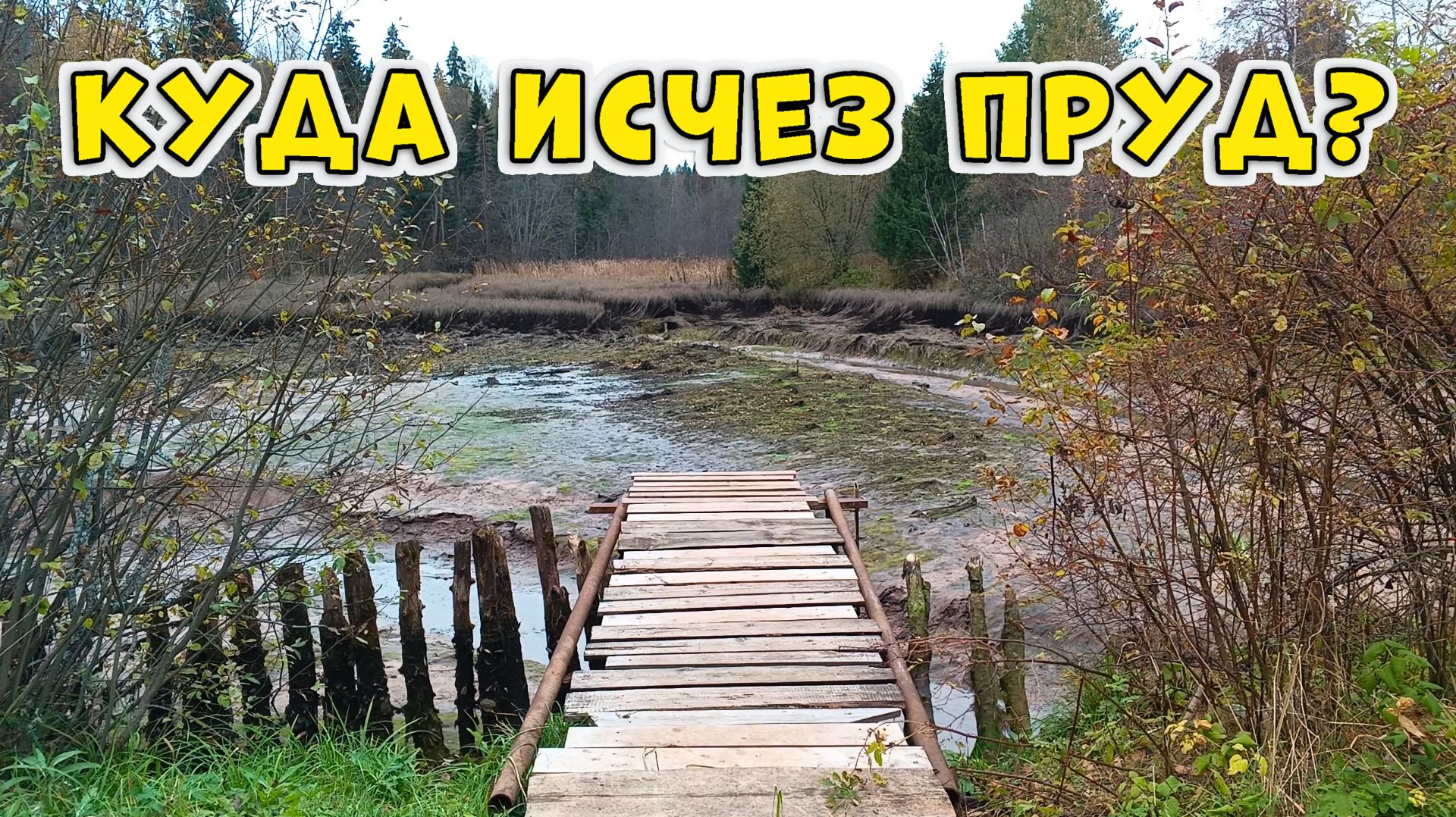 Куда исчез пруд? Настоящая причина