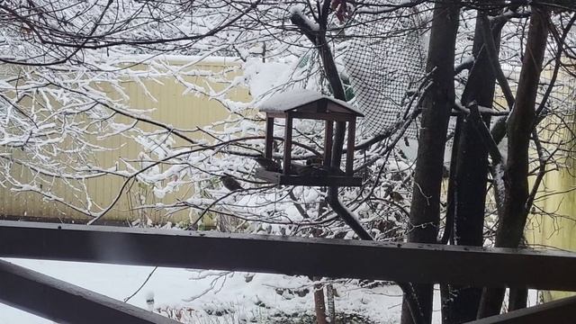 Первый снег. First snow