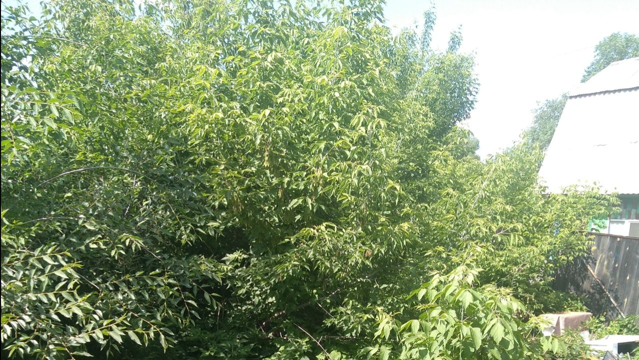 Что делать, если соседи захламили свой участок / борьба с маргиналами / конституционные права