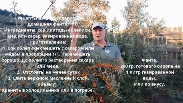"Облепиха витаминная бомба!" "Полезные свойства и уникальные рецепты." Канал Игоря Верещаги.