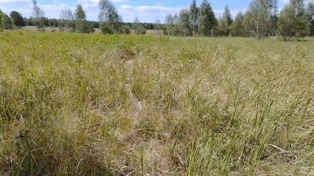 Сладкий корень и горький враг болезней: чудо-дуэт солодка +пырей.